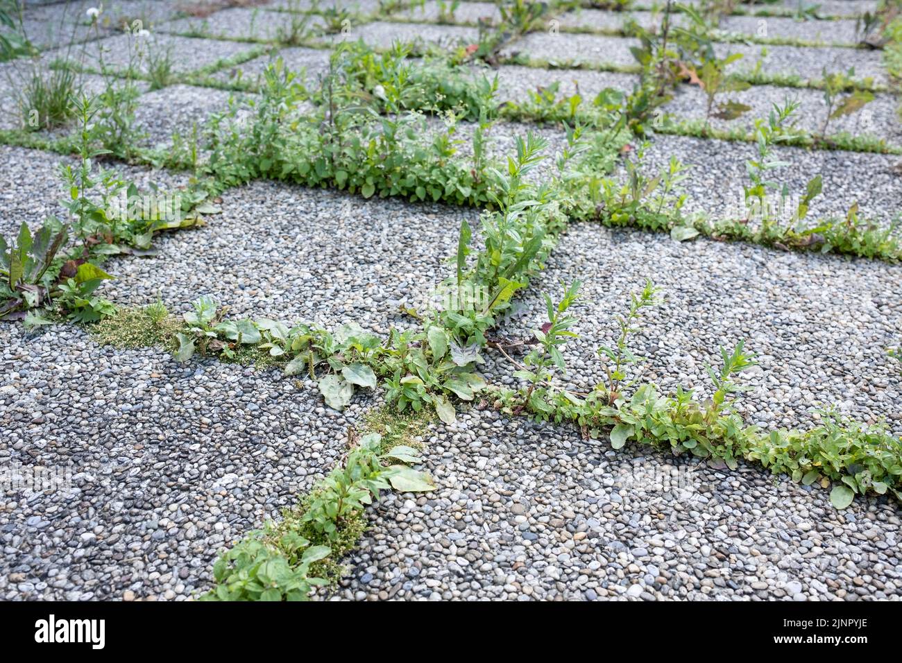 Path of rectangular stones overgrown with grass Stock Photo - Alamy