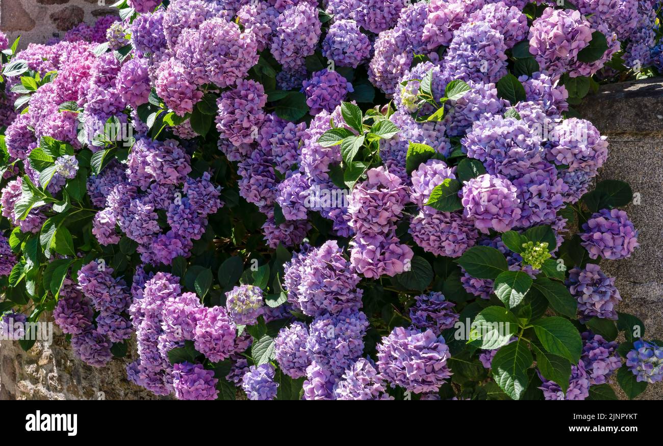 close-up a large flowering Hydrangea macrophylla , French hydrangea ...