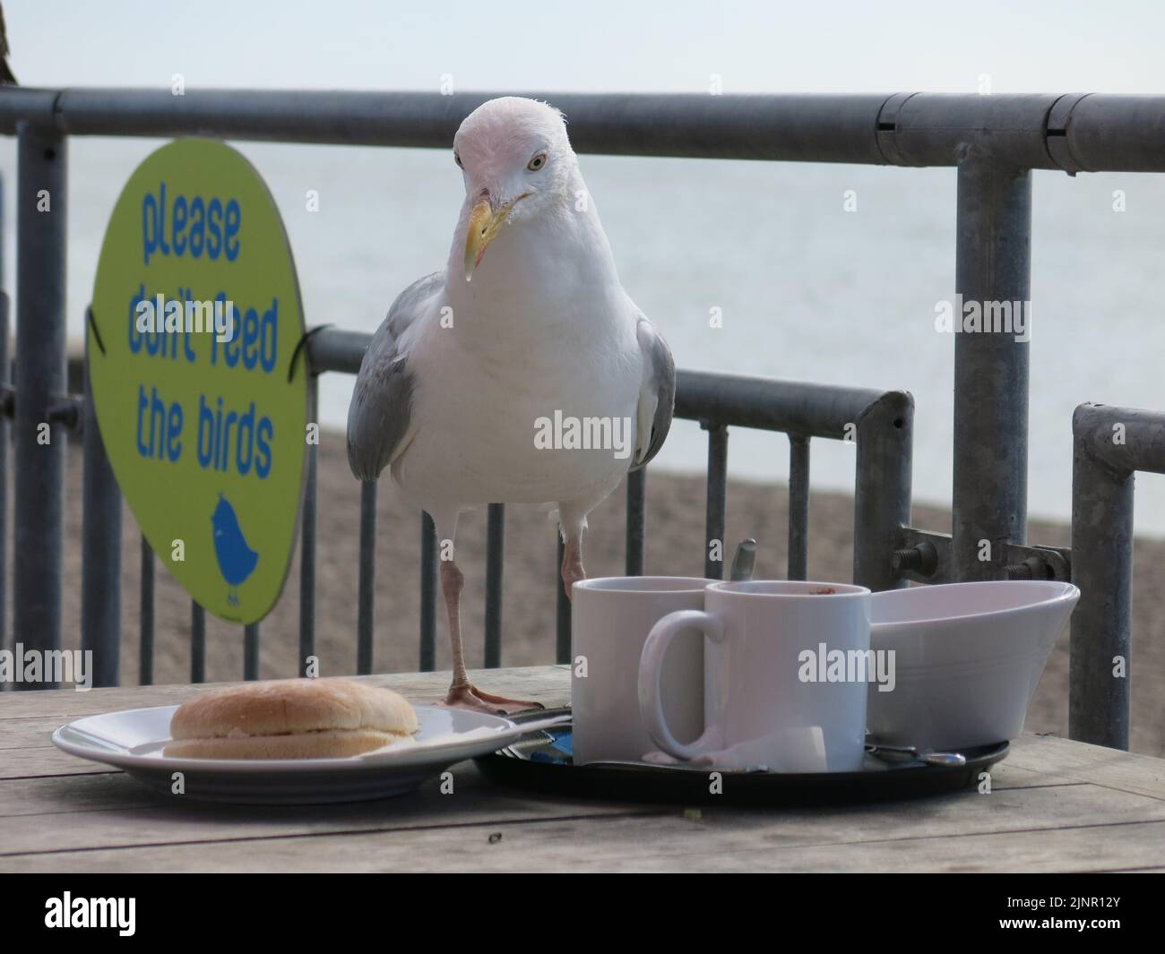 "Please don't feed the birds": a greedy seagull perches on a café table ...