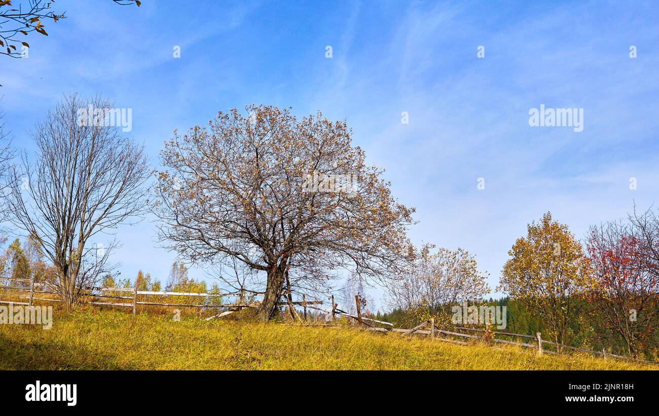 Autumn trees with falling leaves on a rural pasture, withering yellow ...