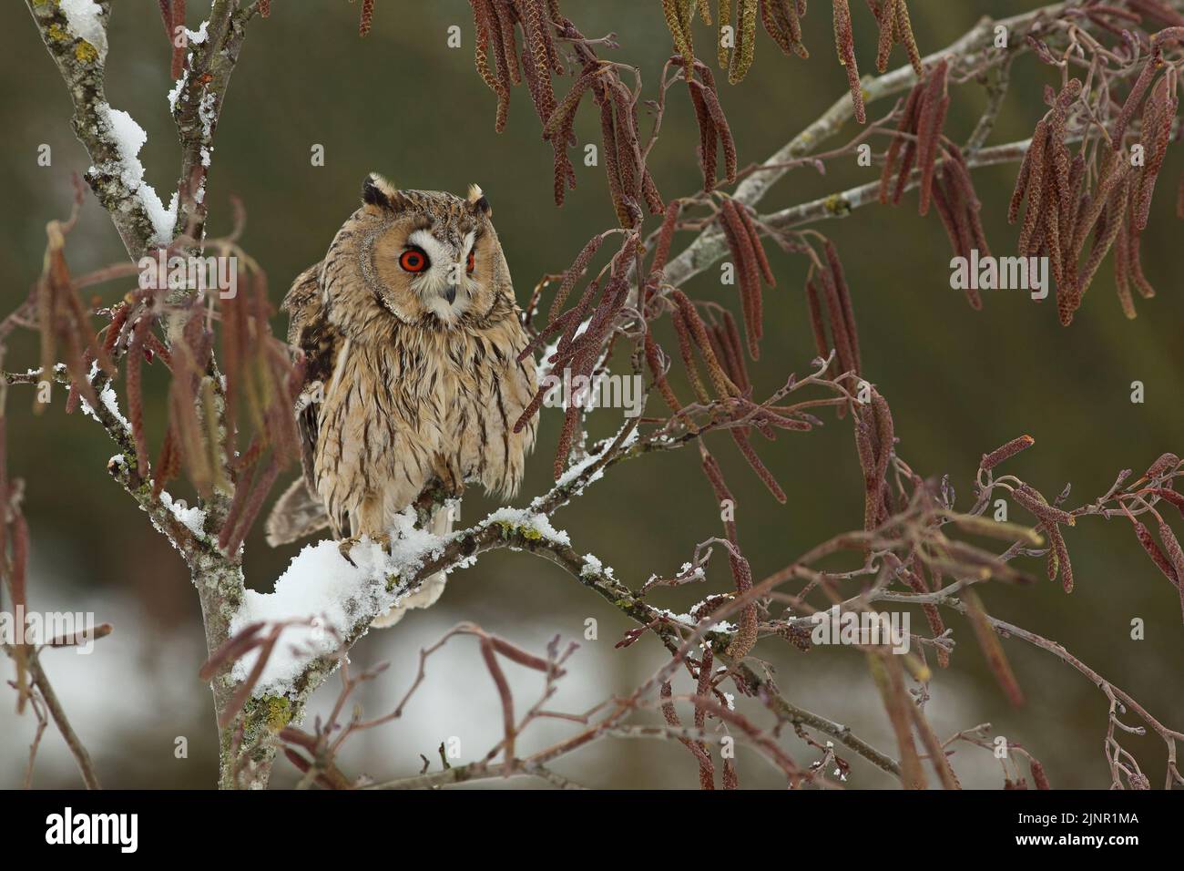 Lesser horned owl hi-res stock photography and images - Alamy