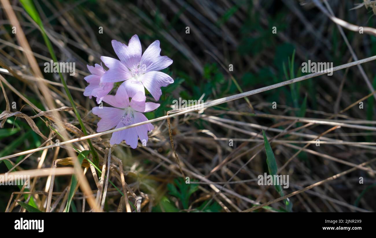 Beautiful bloom pink flower of the Musk Mallow (Malva moschata) growing ...