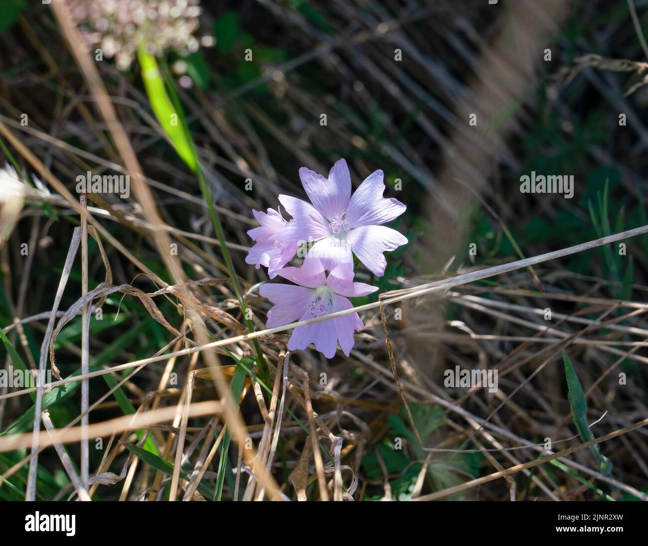 Beautiful bloom pink flower of the Musk Mallow (Malva moschata) growing ...