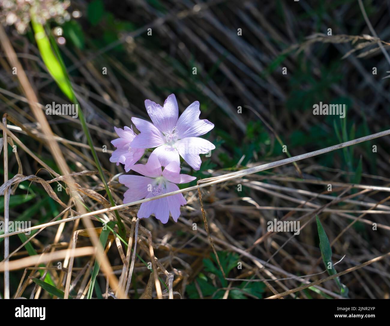 Beautiful bloom pink flower of the Musk Mallow (Malva moschata) growing ...