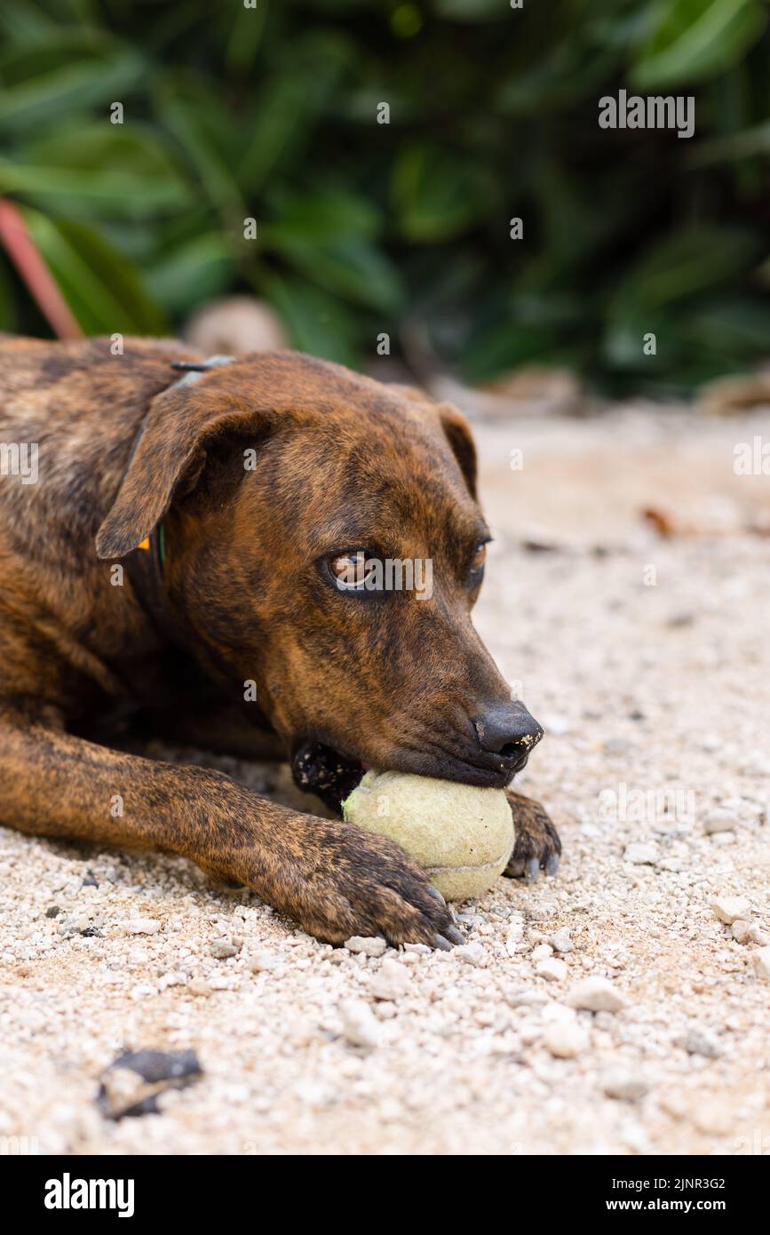 The dog with tennis ball in a park Stock Photo - Alamy