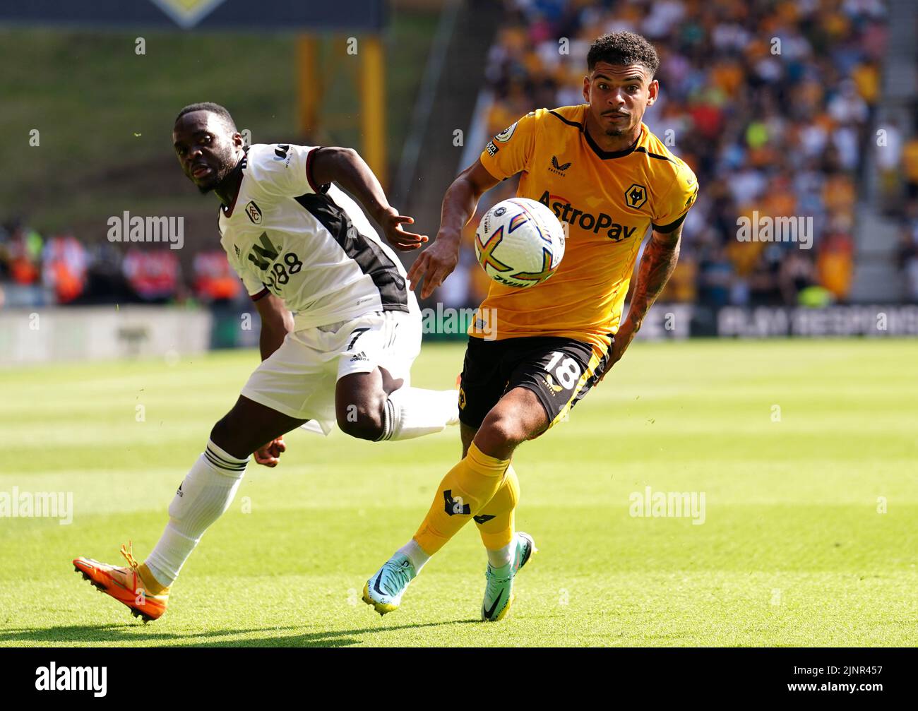 Gibbs white 2022 wolves hi-res stock photography and images - Alamy