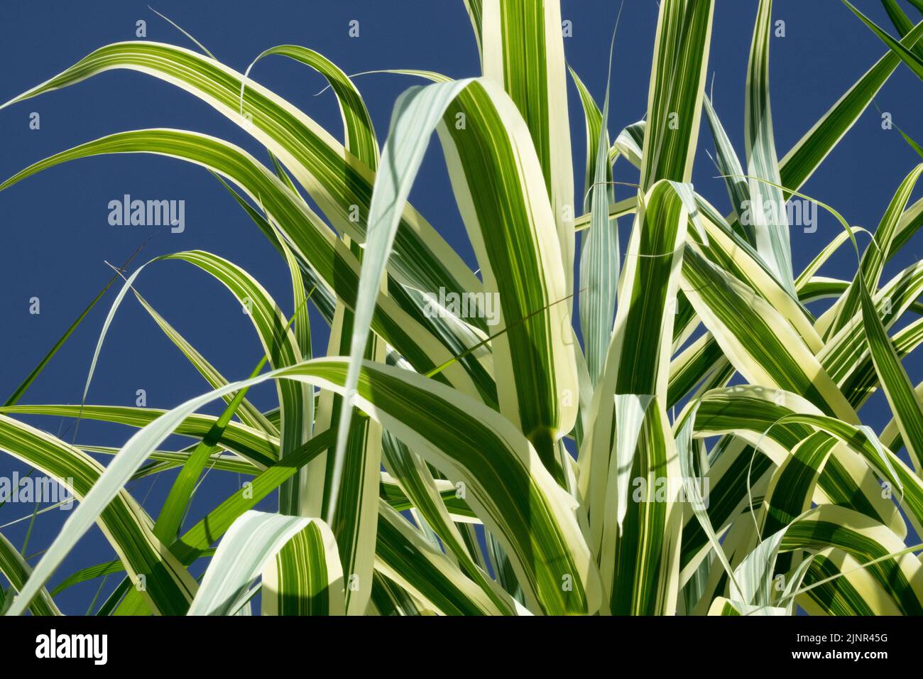 Arundo donax Variegata, Striped Giant Reed, Variegated, Leaves, Tall ...
