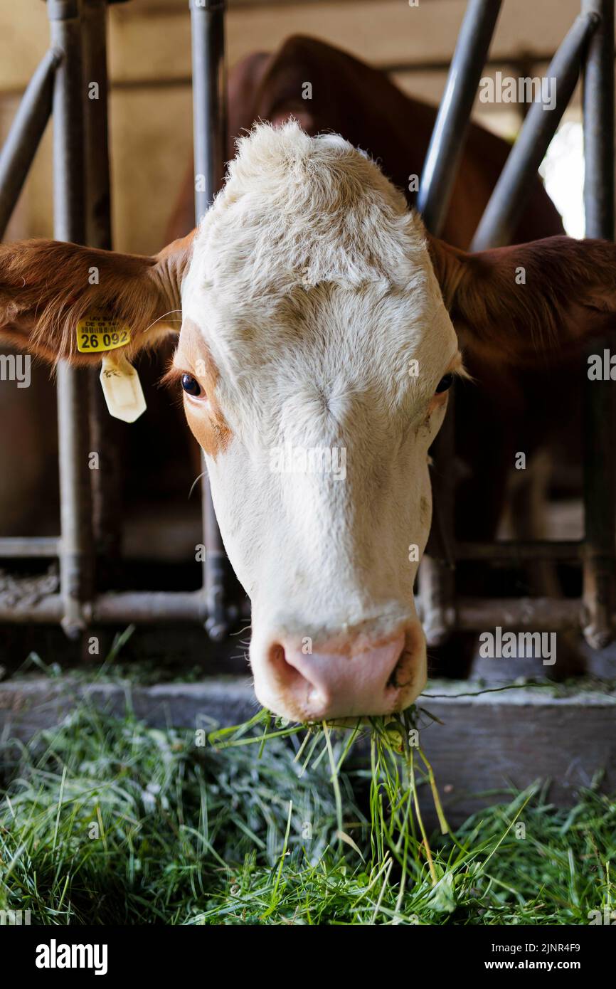 Hay milk production on a farm in Bavaria, June 15, 2022. Cow that stays ...