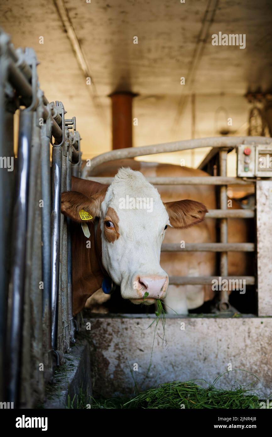 Hay milk production on a farm in Bavaria, June 15, 2022. Cow that stays ...