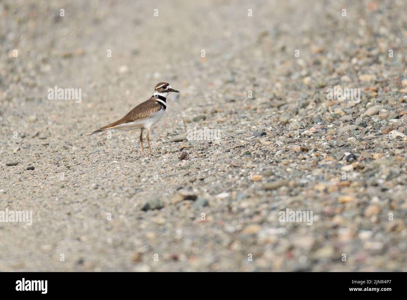 A killdeer shore bird on gravel bed Stock Photo - Alamy