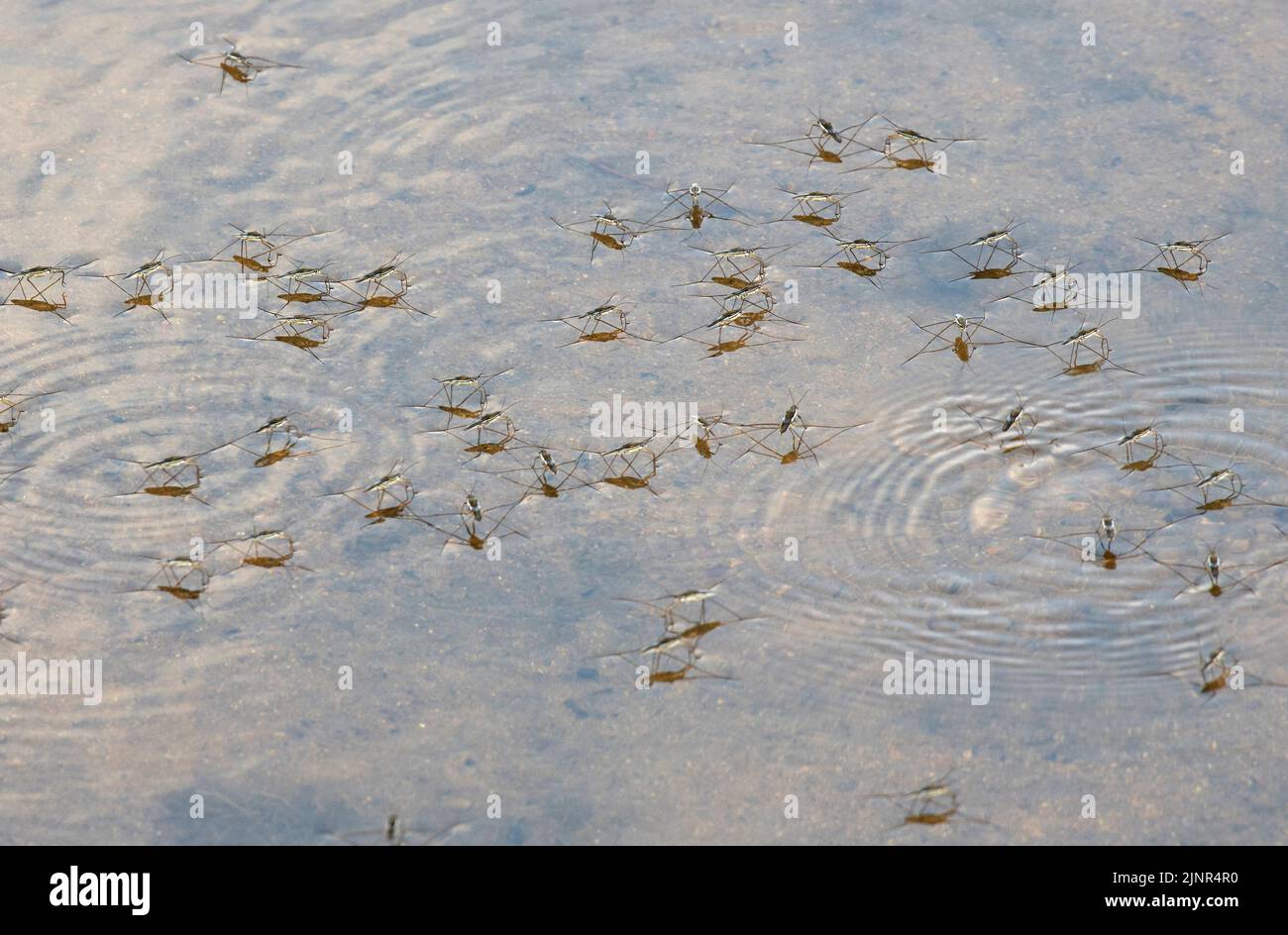 Water lifecycle hi-res stock photography and images - Alamy