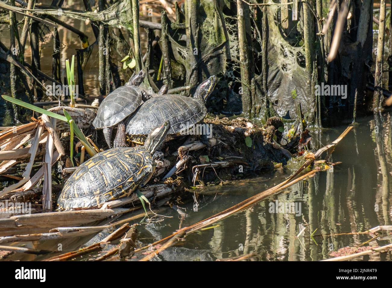 three Slider red eared pond turtles resting on a log Stock Photo - Alamy
