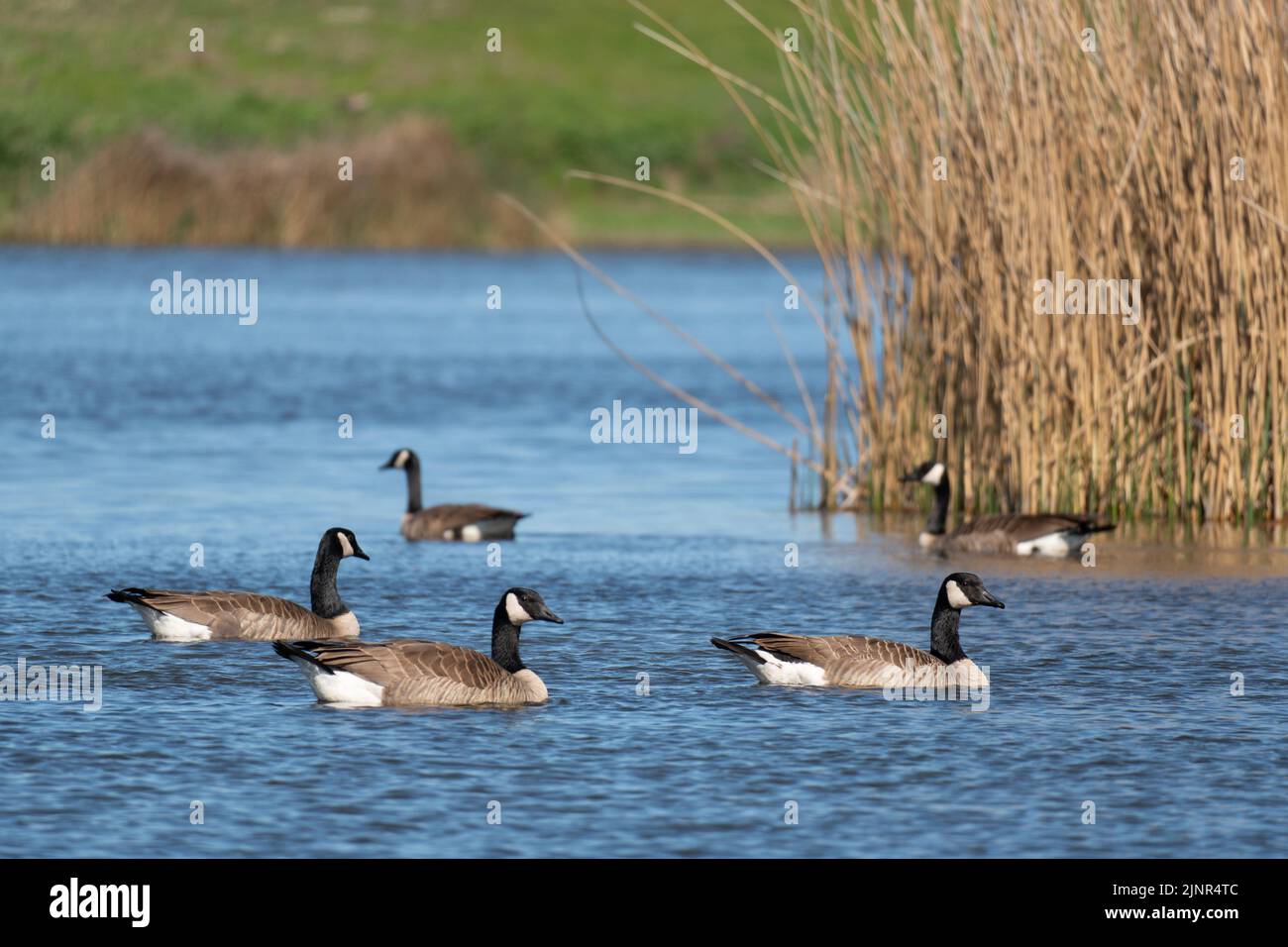 A Small flock of Canada Geese swimming in wetlands Stock Photo - Alamy