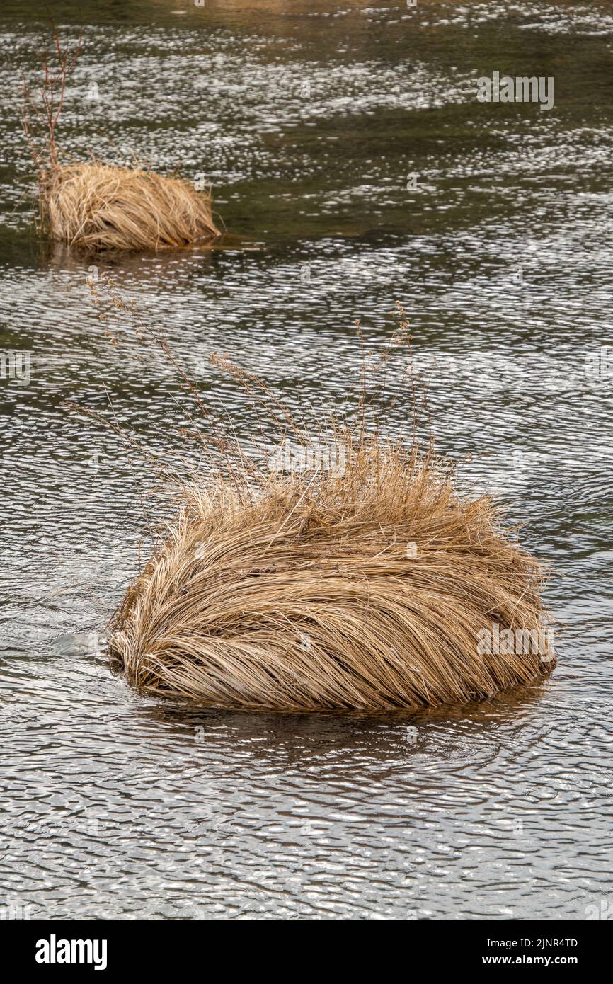 A dry grass clump in the flowing river water Stock Photo - Alamy