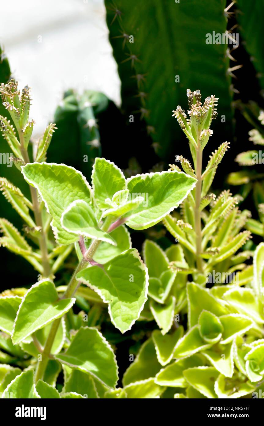 Thyme Leaves In Spanish