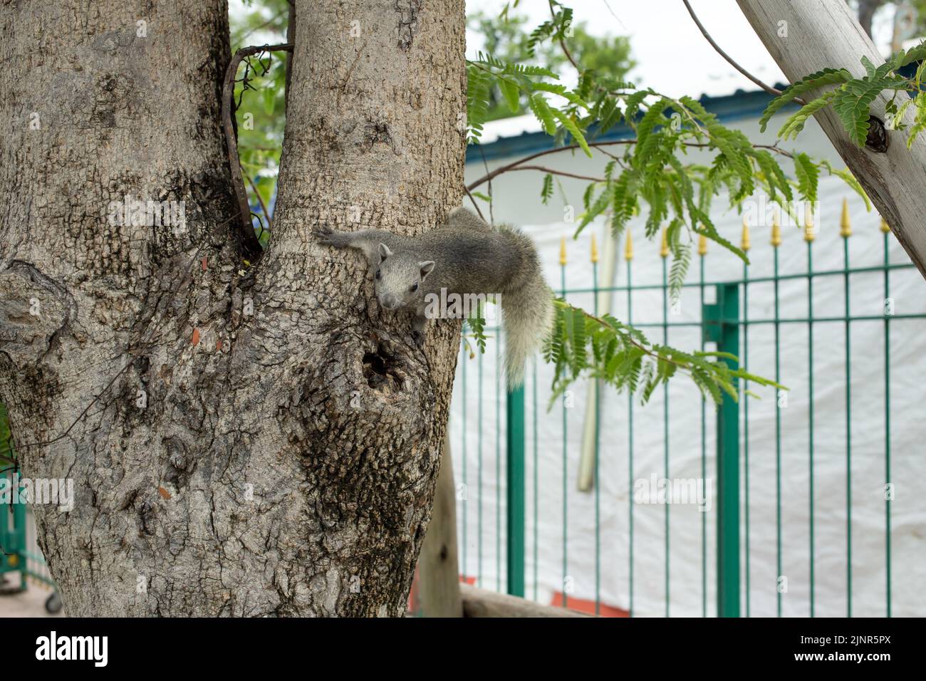 Portrait of a funny furry squirrel sitting on a tree, focus selective ...