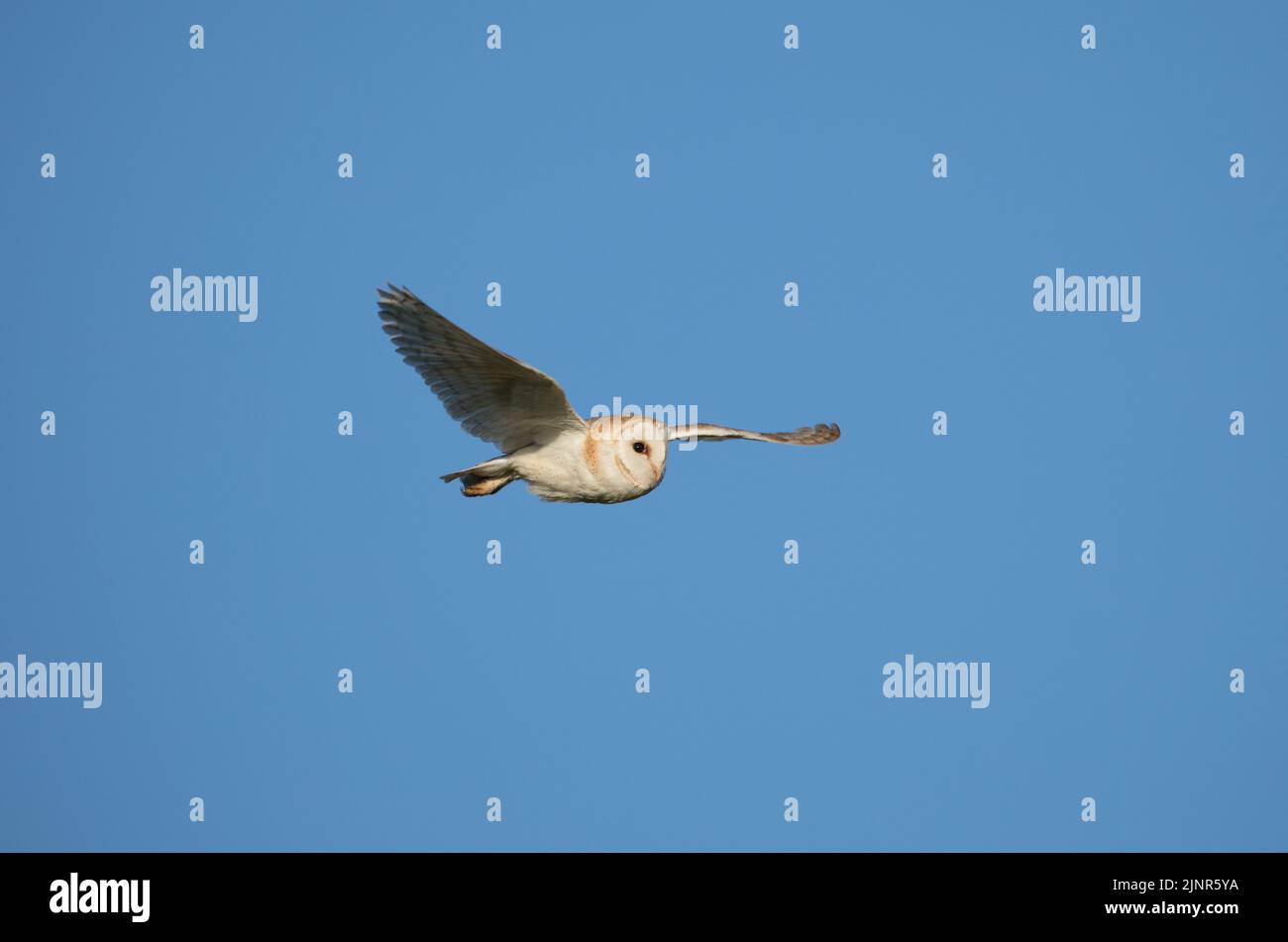 Barn owl pateley bridge hi-res stock photography and images - Alamy