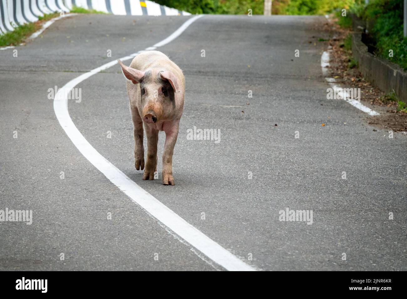 A pig walks on the road Stock Photo - Alamy
