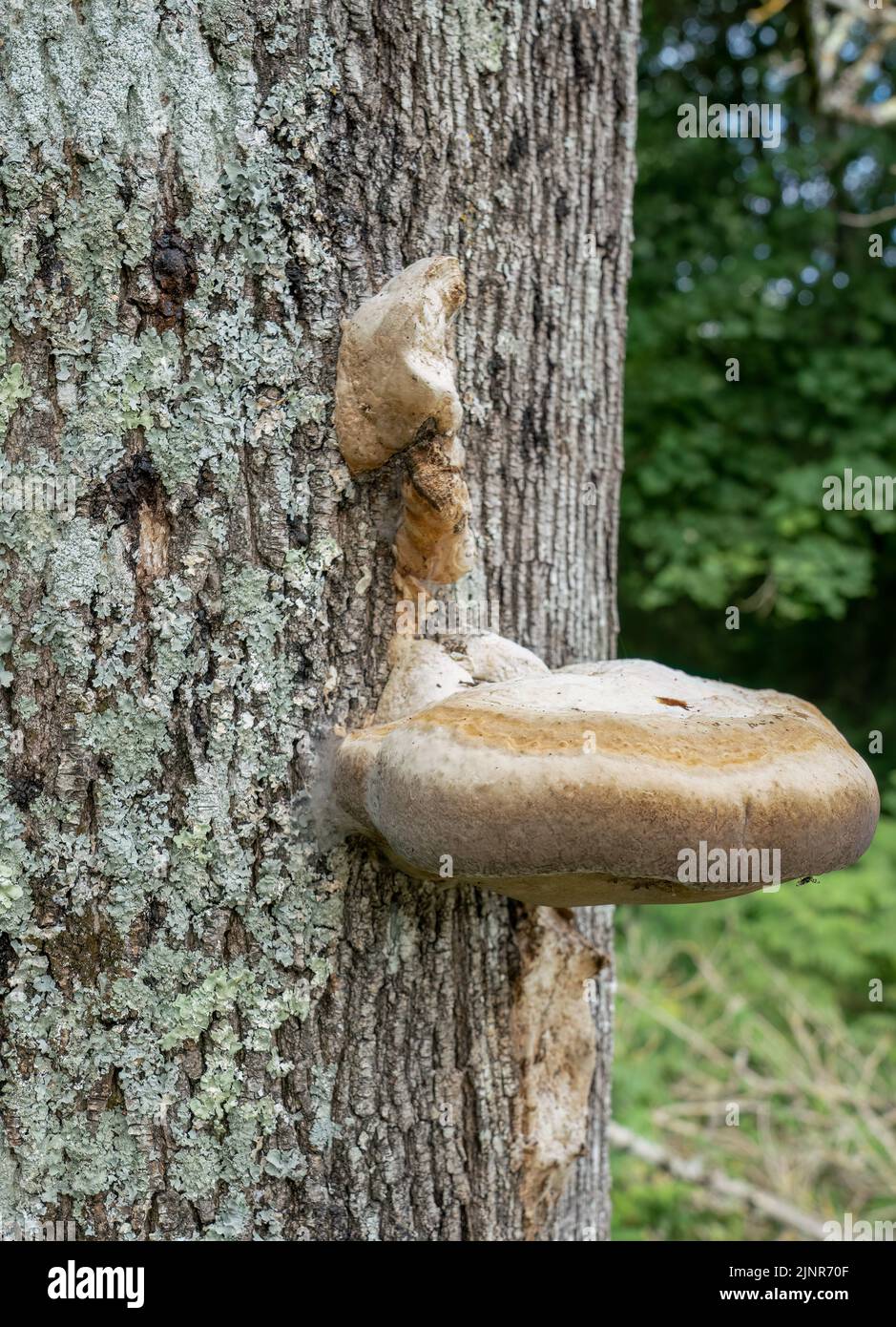 close up of Cerioporus, Polyporus squamosus is a basidiomycete bracket ...