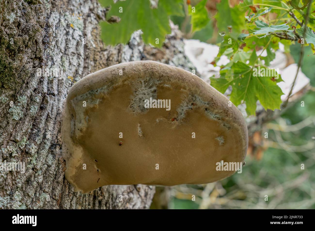 close up of Cerioporus, Polyporus squamosus is a basidiomycete bracket ...