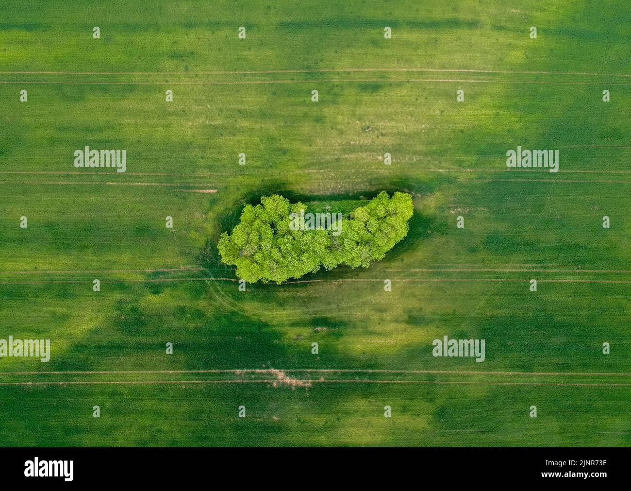 Drone photo of the bright green wheat field and a bunch of trees Stock ...