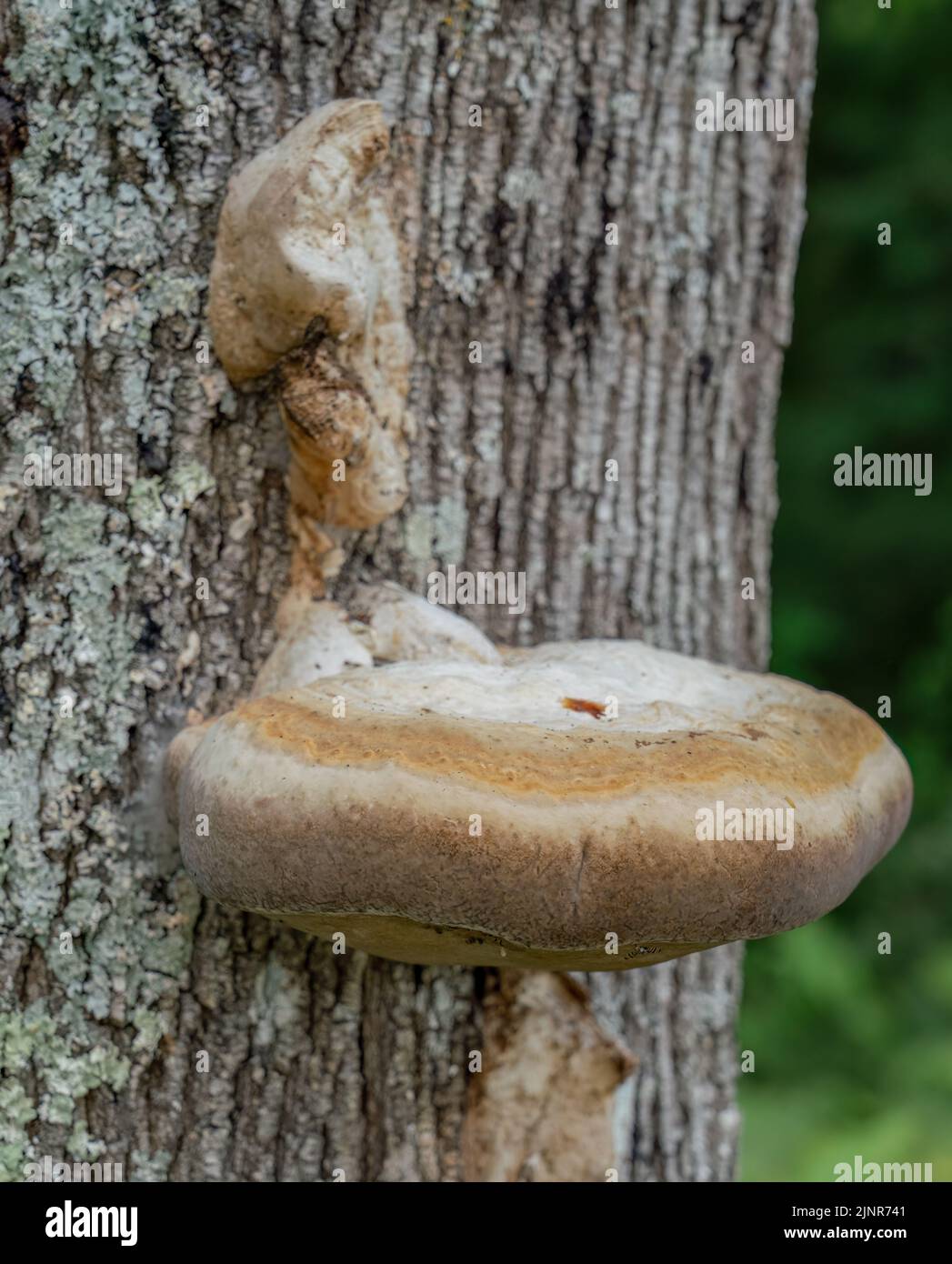 close up of Cerioporus, Polyporus squamosus is a basidiomycete bracket ...