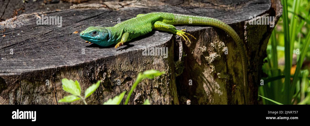 Green forest lizard face hi-res stock photography and images - Alamy
