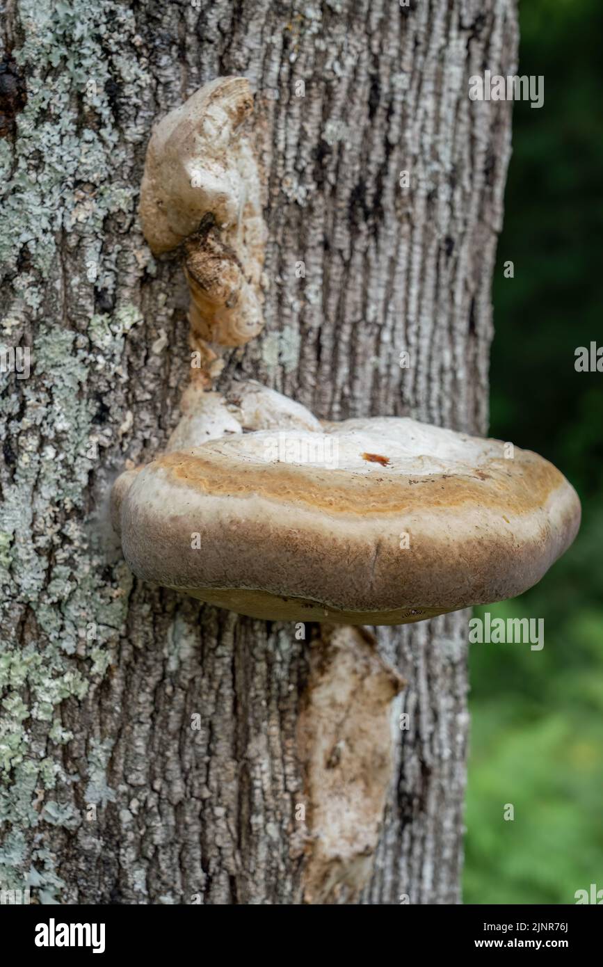 close up of Cerioporus, Polyporus squamosus is a basidiomycete bracket ...
