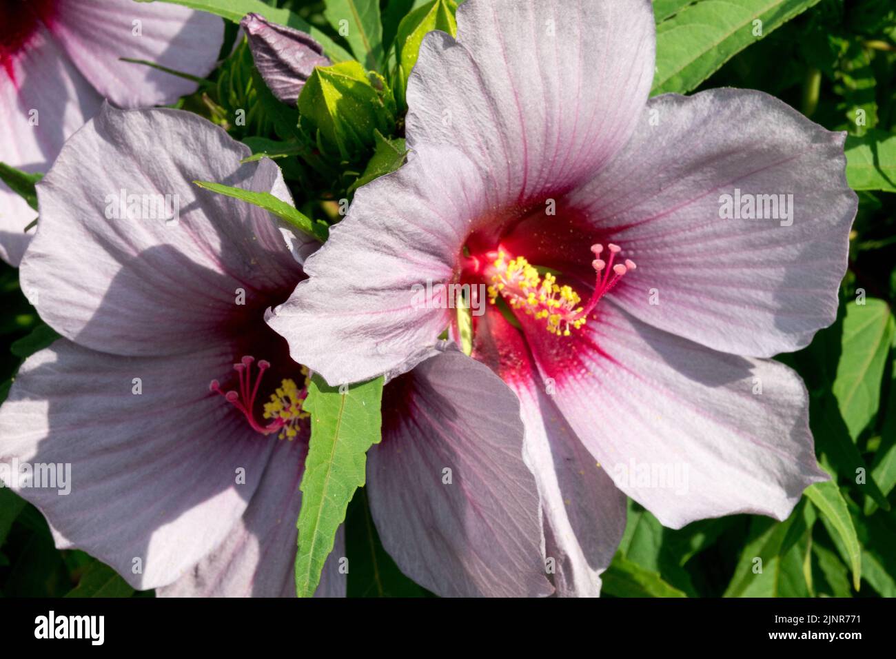 Large Blooms, Hibiscus moscheutos, Purple Flower Stock Photo - Alamy