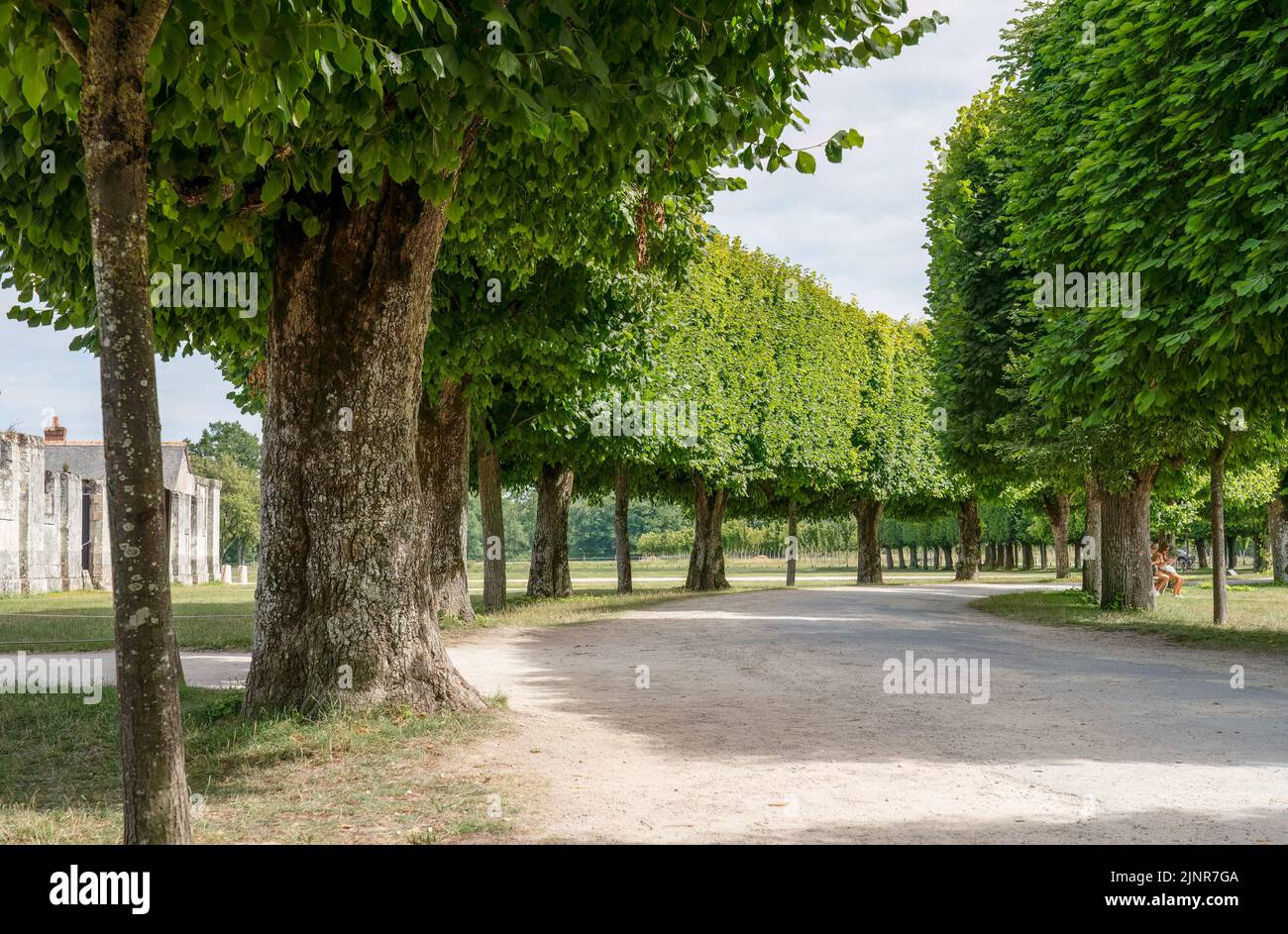 a sculptured tree-lined avenue turning away to the right, Chateau de ...