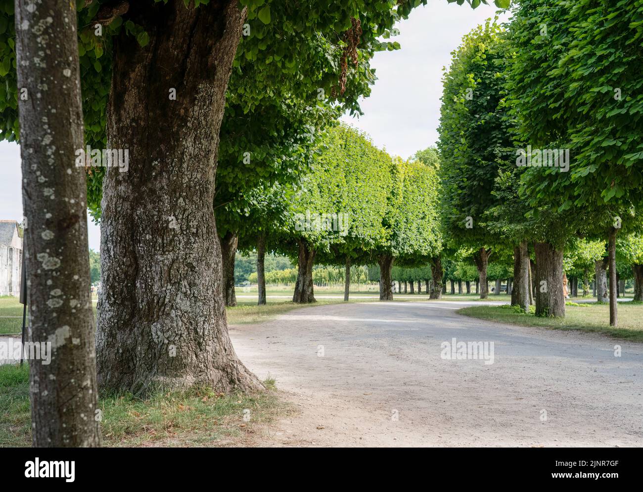 a sculptured tree-lined avenue turning away to the right, Chateau de ...