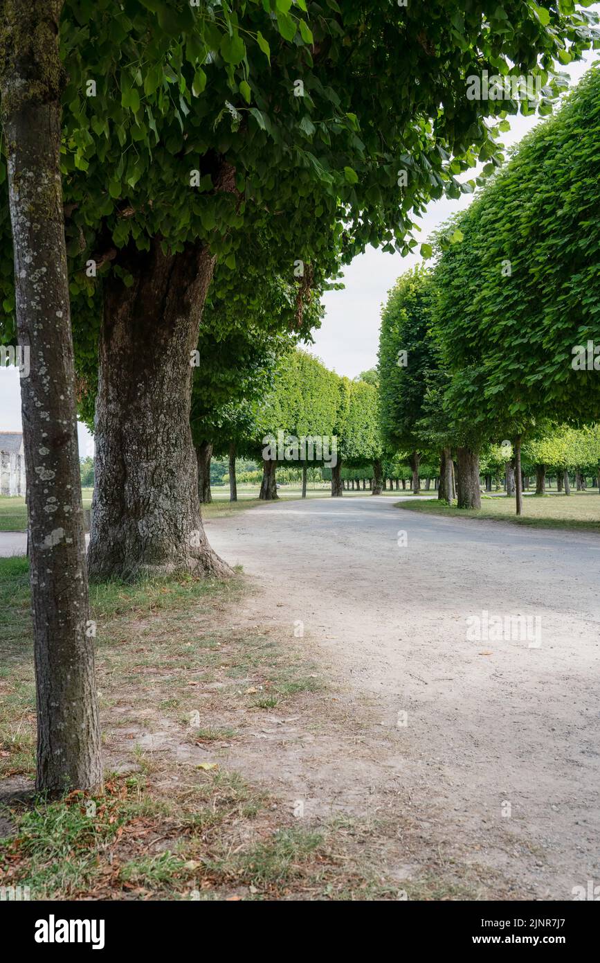 a sculptured tree-lined avenue turning away to the right, Chateau de ...