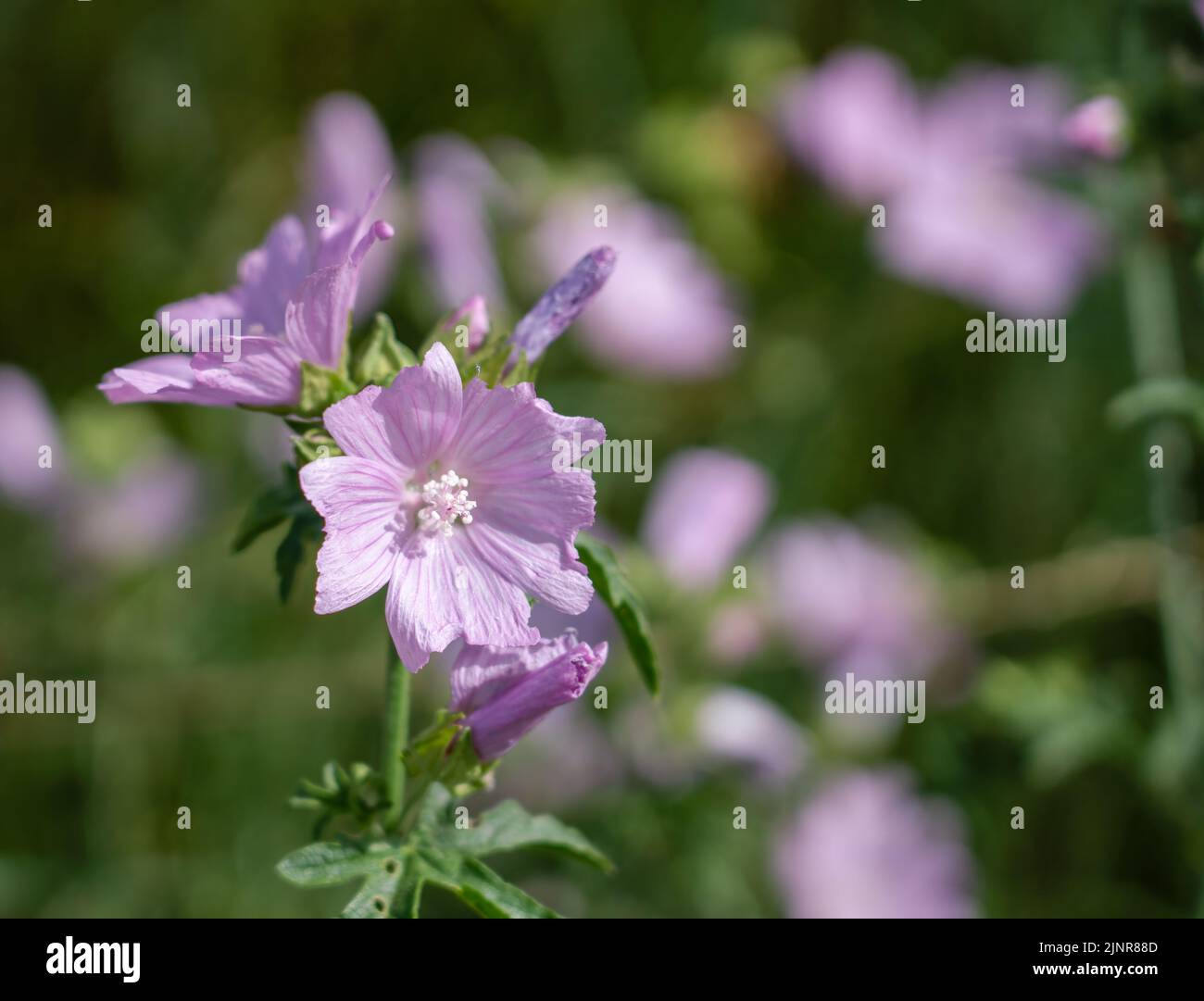 Beautiful bloom pink flower of the Musk Mallow (Malva moschata) growing ...