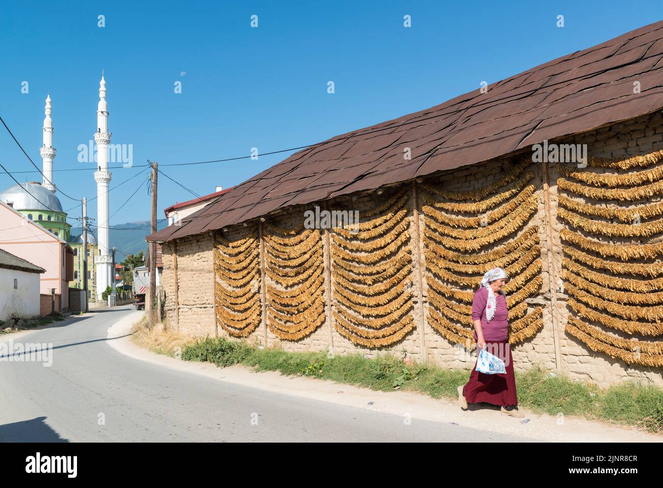 Female villager walking along drying tobacco strings on a barn in ...