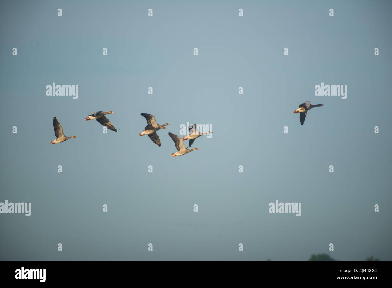 A gaggle flies in formation early in the morning Stock Photo - Alamy
