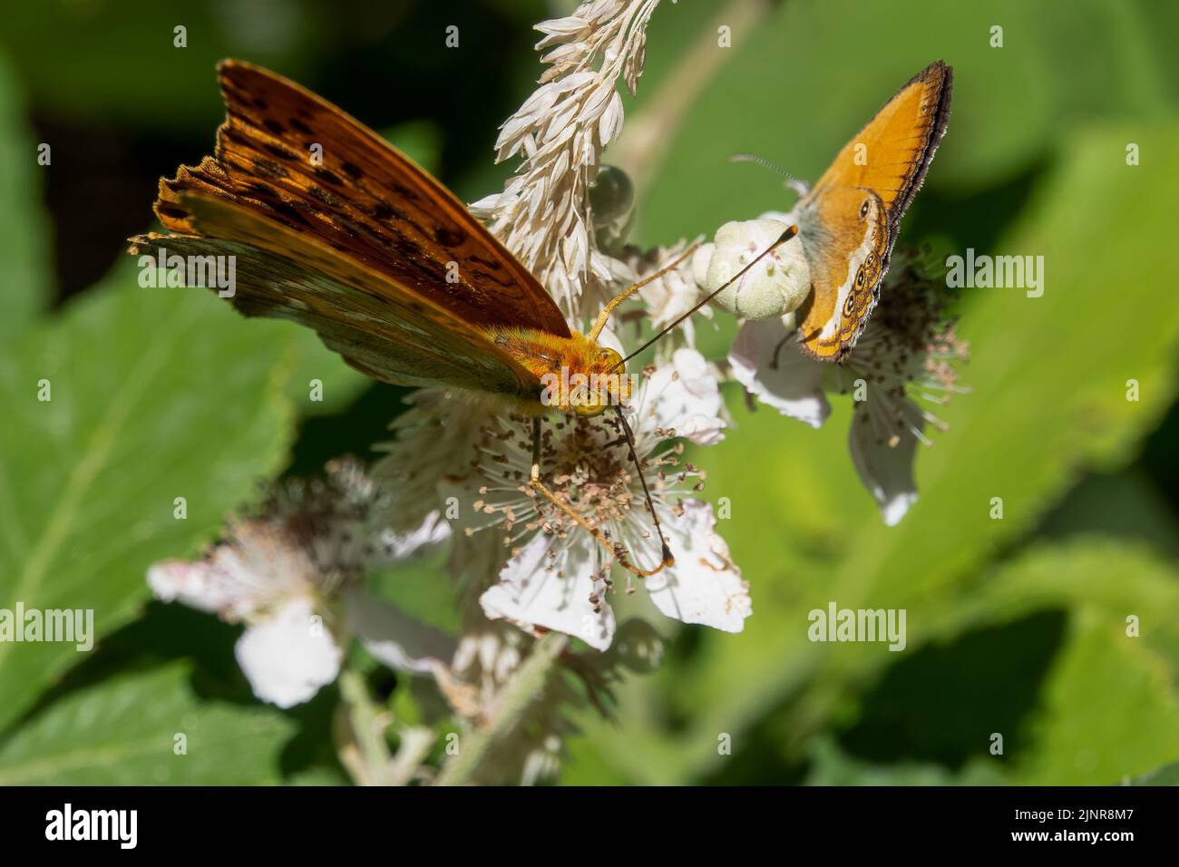 detailed close-up of a silver-washed fritillary butterfly (Argynnis ...