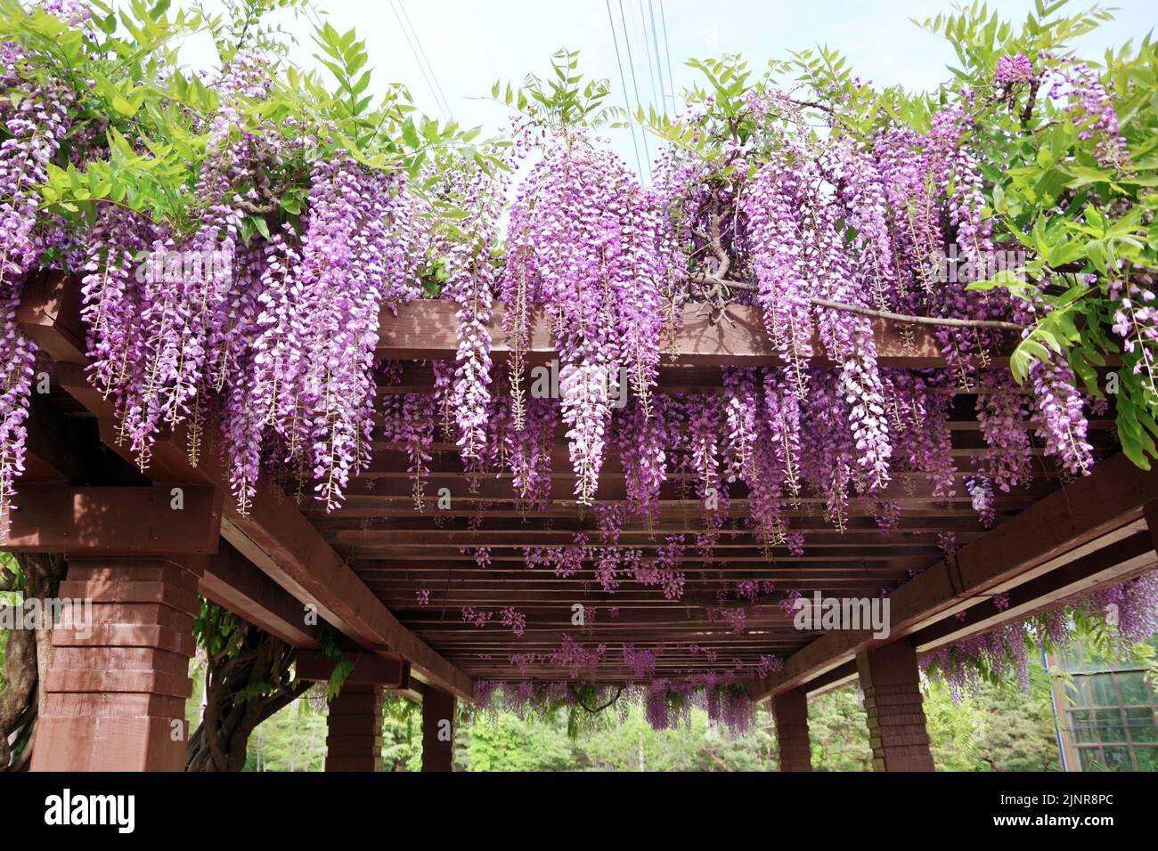 Bora bora flower hi-res stock photography and images - Alamy