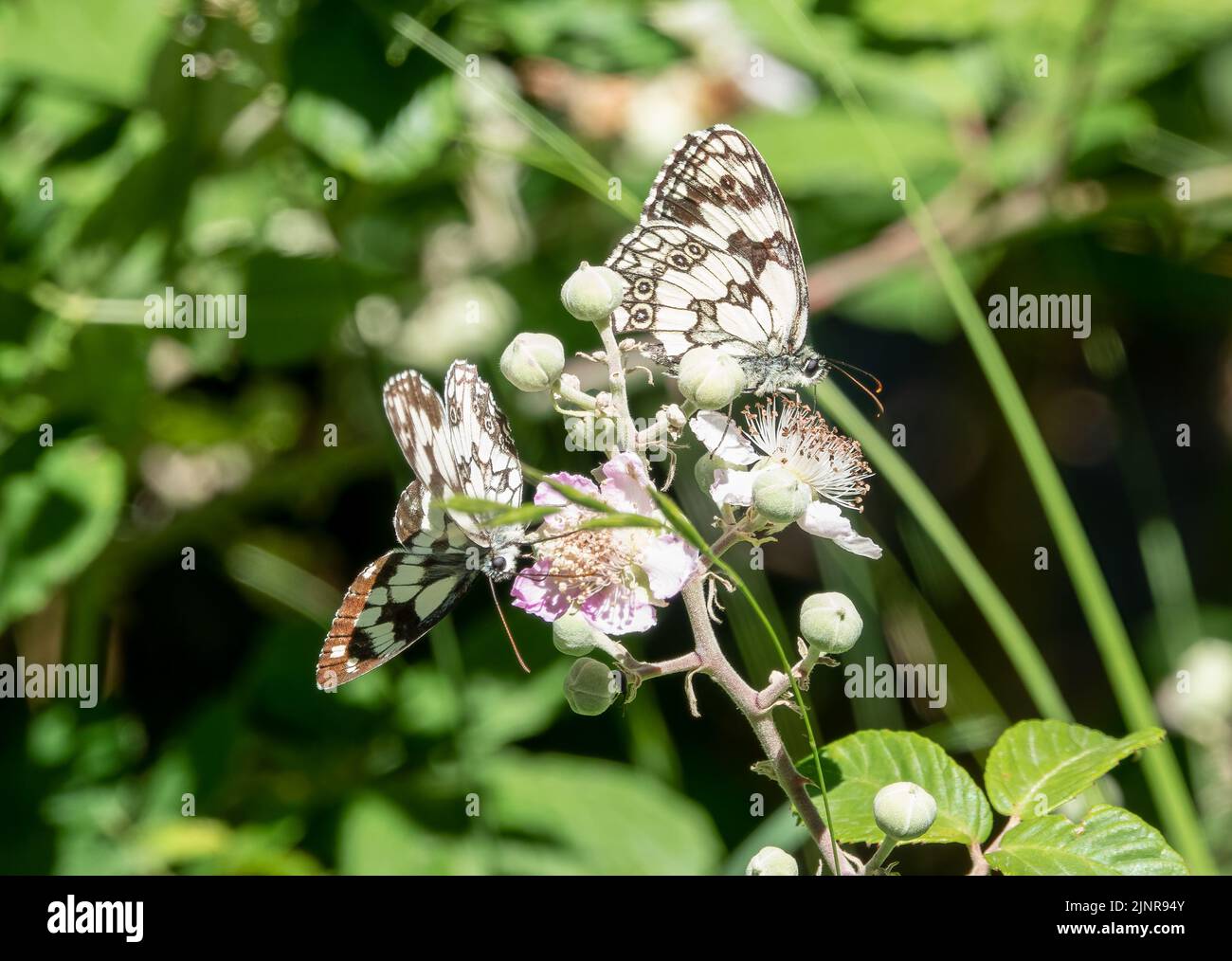 close-up of two Marbled White butterflies (Melanargia galathea Stock ...