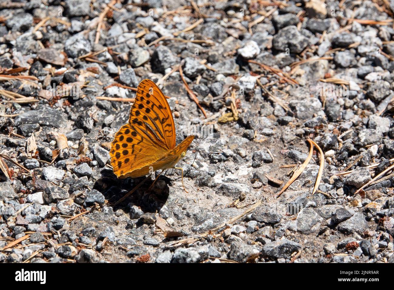 detailed close-up of a silver-washed fritillary butterfly (Argynnis ...