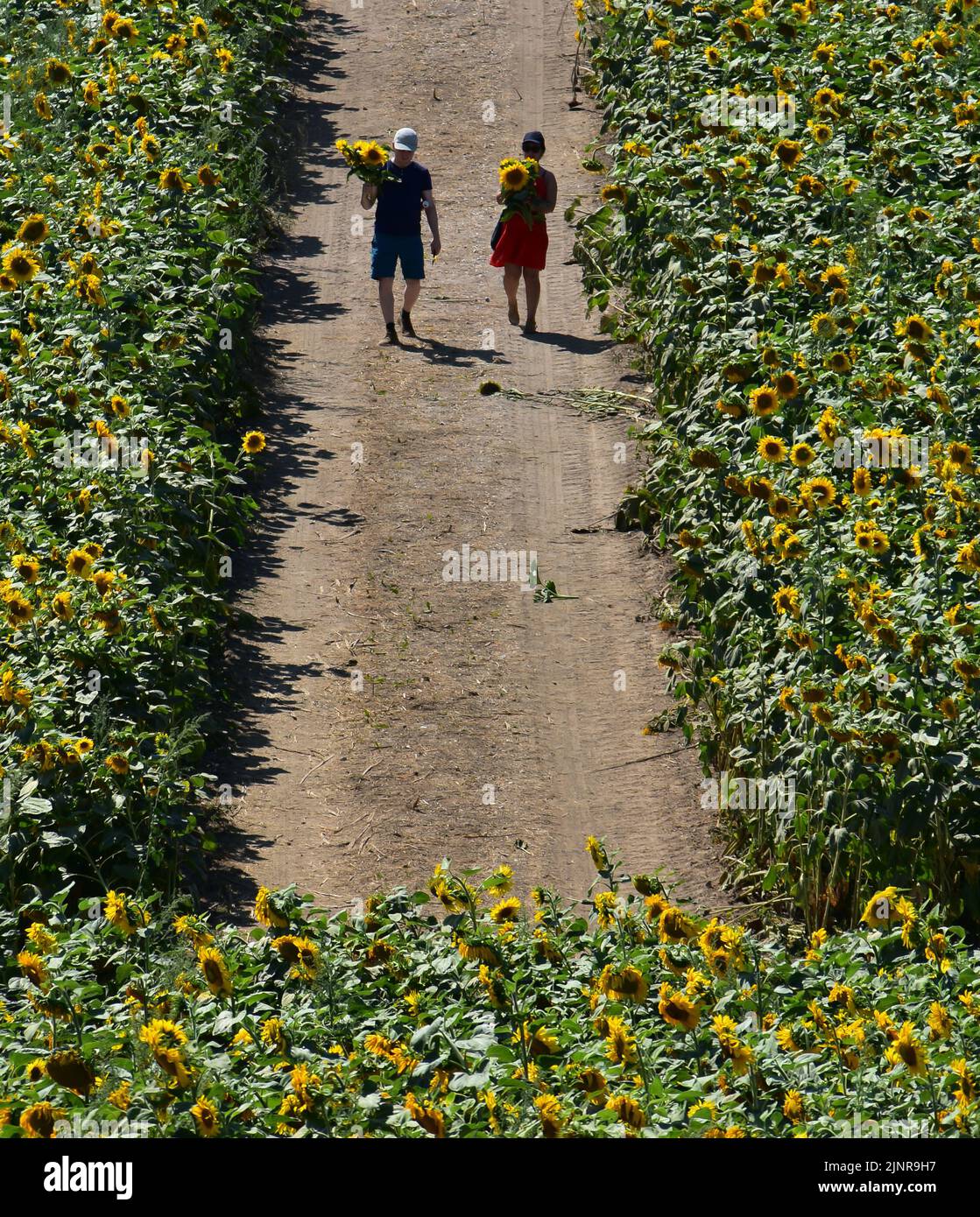 Compton down farm sunflower field hi-res stock photography and images ...