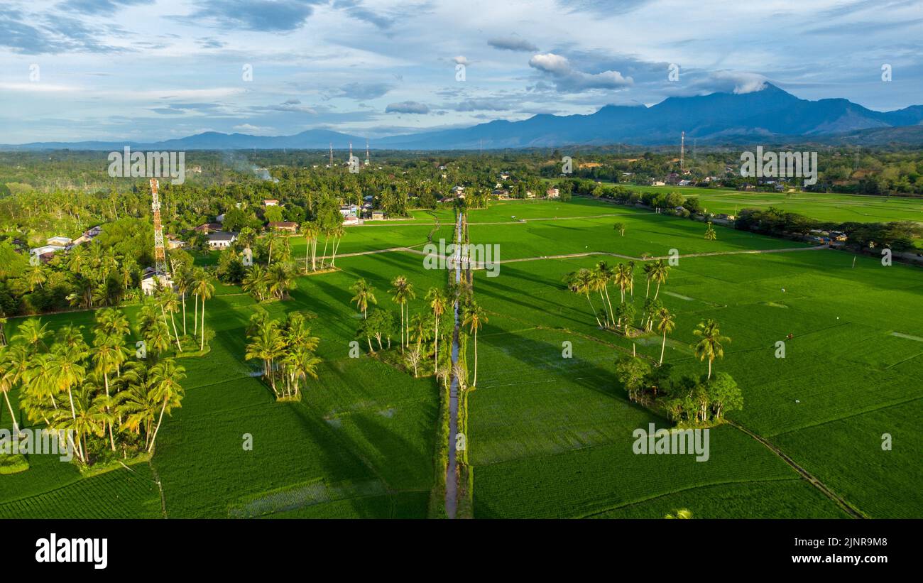 Aerial view of rice fields, Aceh, Indonesia Stock Photo - Alamy