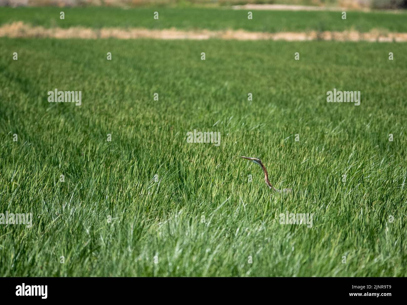 a Purple heron (Ardea purpurea) hunting in a rice field Stock Photo - Alamy