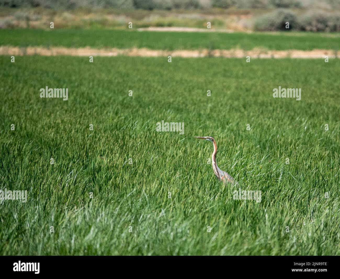 a Purple heron (Ardea purpurea) hunting in a rice field Stock Photo - Alamy
