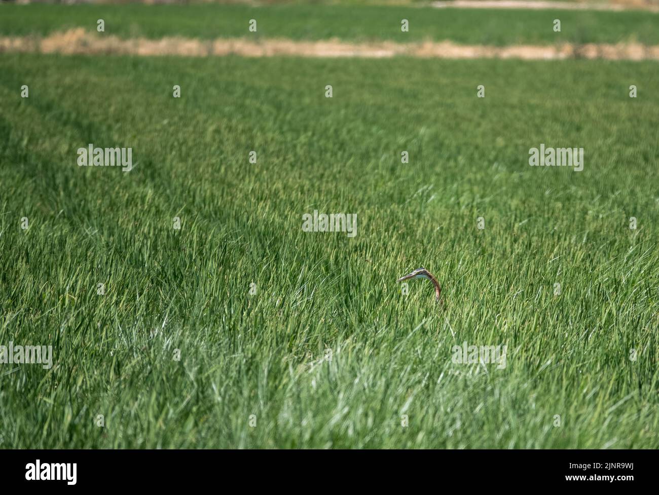 a Purple heron (Ardea purpurea) hunting in a rice field Stock Photo - Alamy