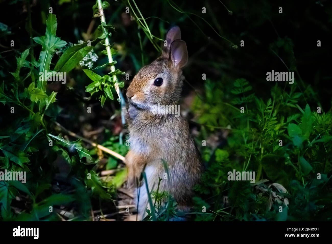 Mère triste hi-res stock photography and images - Alamy