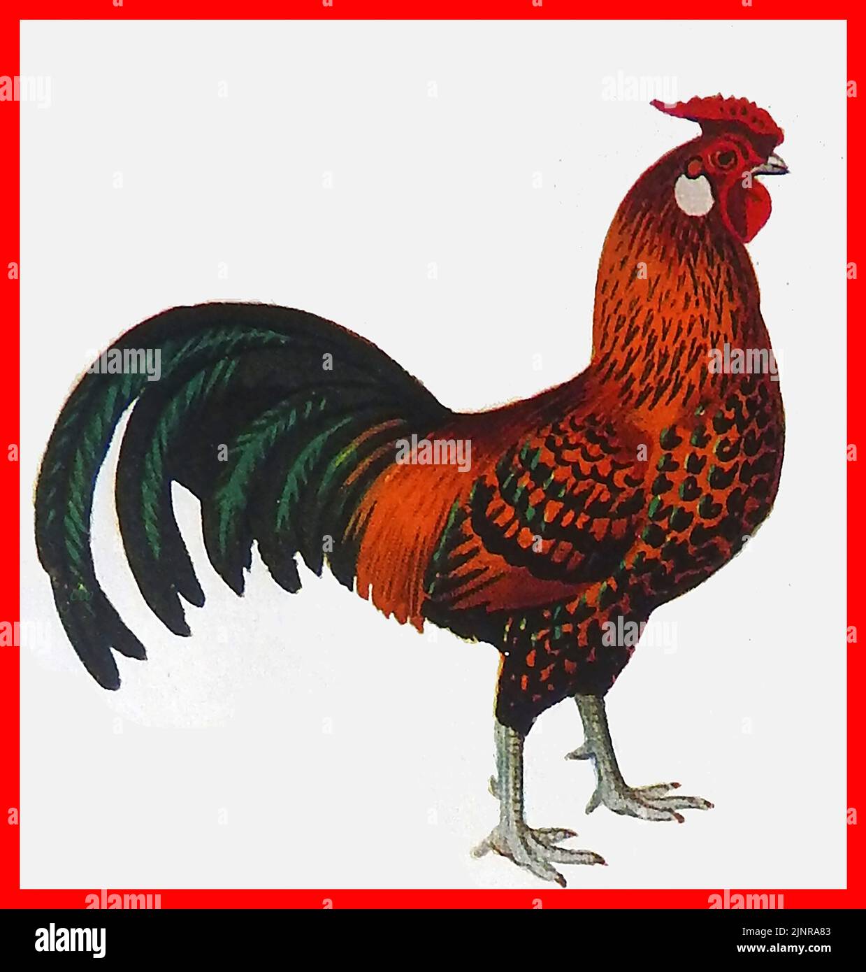 BREEDS OF POULTRY - A 1940's coloured image of a Golden Spangled ...