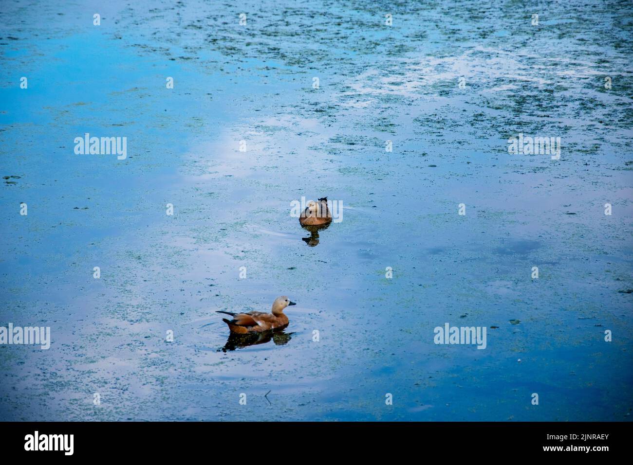 Swim in a pond hi-res stock photography and images - Alamy