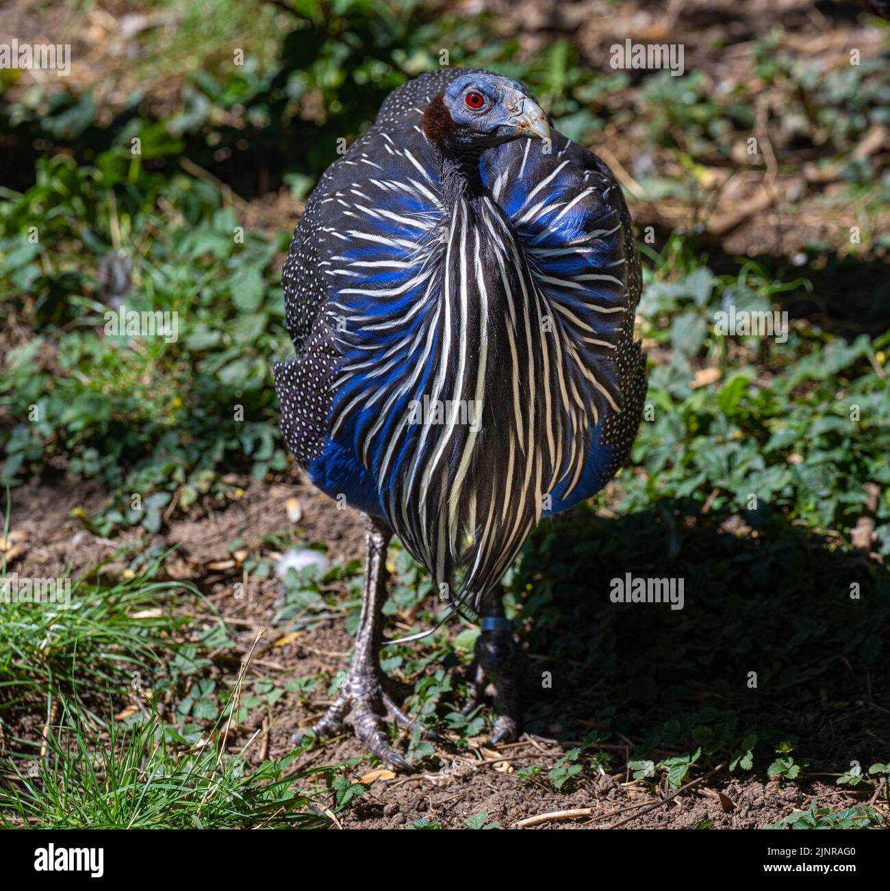 Portrait of the Vulturine Guineafowl (Acryllium vulturinum). It is the ...
