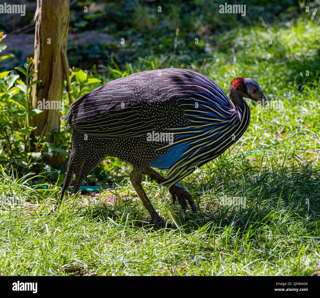 Portrait of the Vulturine Guineafowl (Acryllium vulturinum). It is the ...