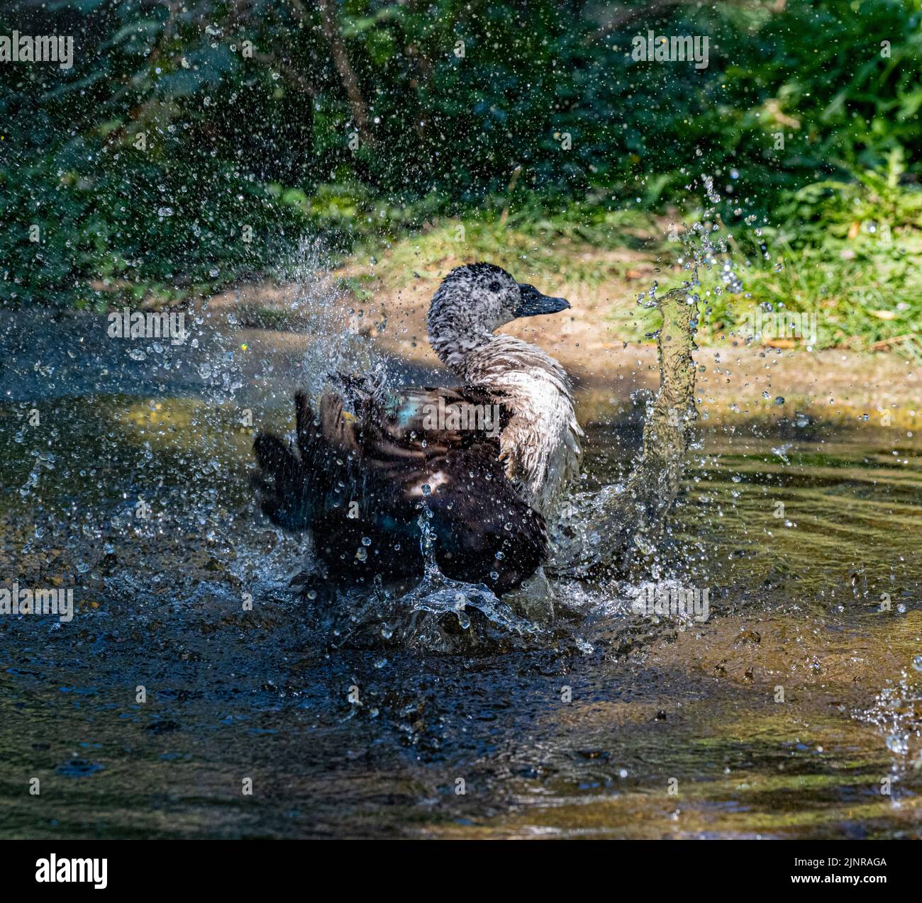 Brazilian duck flaps its wings causing the water to splash in all ...